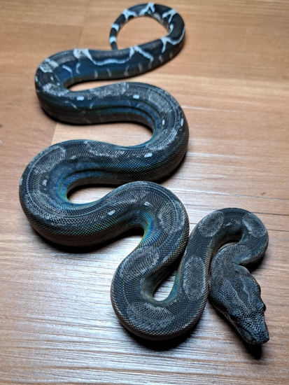 Black Devil Female Boa Constrictor by XXICenturyWarriorReptiles (Soul ...