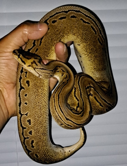 Tri Stripe Pinstripe Poss YB 50% Het Hypo Ball Python by XXICenturyWarriorReptiles (Soul Collector)