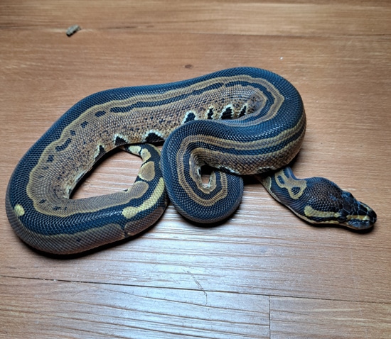 Tri Stripe Male Ball Python by XXICenturyWarriorReptiles (Soul Collector)