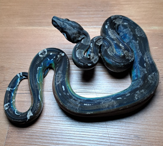 Black Devil Boa Constrictor by XXICenturyWarriorReptiles (Soul Collector)