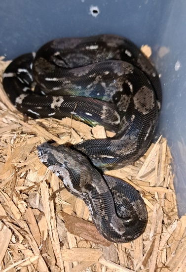 Black Devil Ol One Eye Boa Constrictor by XXICenturyWarriorReptiles ...