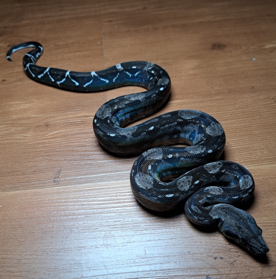 Black Devil Male 😈 Boa Constrictor by XXICenturyWarriorReptiles (Soul ...
