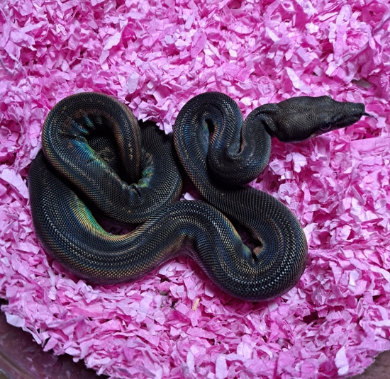 IMG Eclipse Male Boa Constrictor by XXICenturyWarriorReptiles (Soul ...