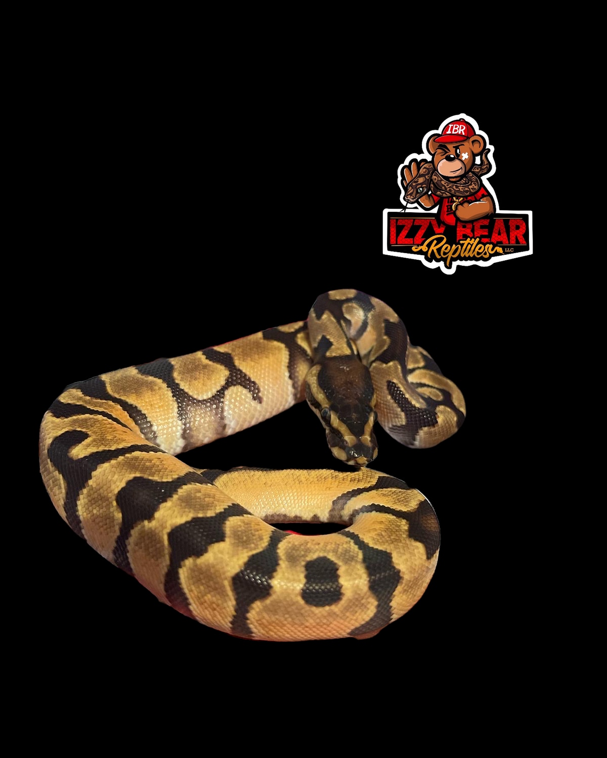 Enchi Leopard Orange Dream Ball Python by Izzy Bear Bullies & Reptiles ...