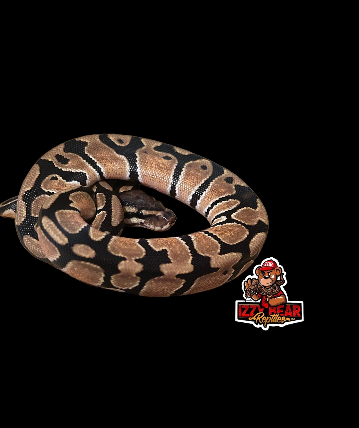 Normal Ball Python by Izzy Bear Reptiles - MorphMarket