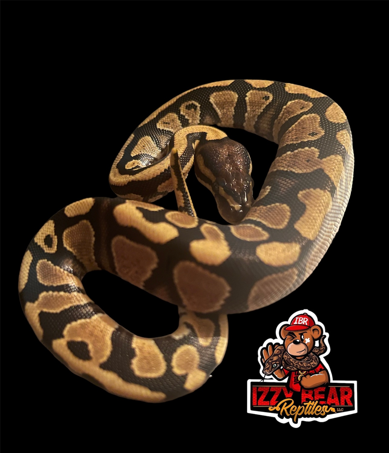 Yellow Belly Het Clown Ball Python by Izzy Bear Bullies & Reptiles ...