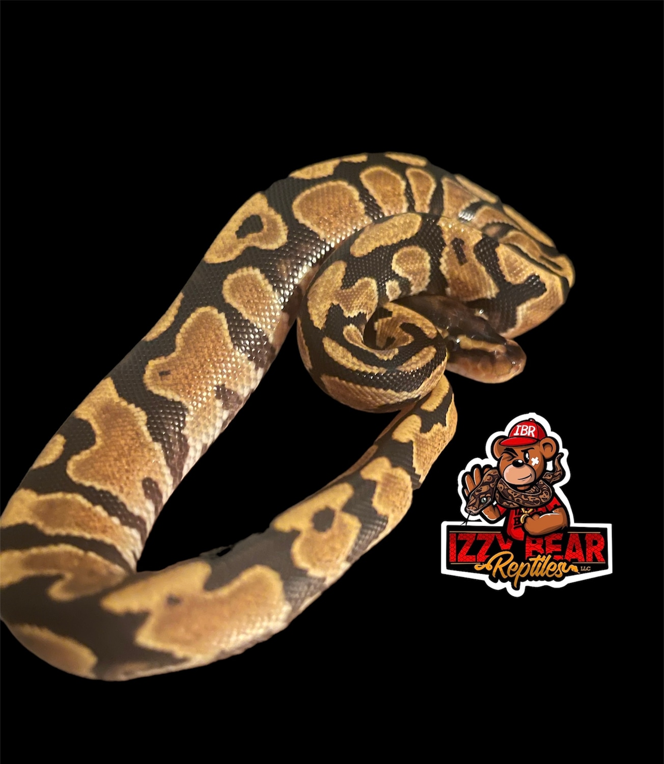 Het Desert Ghost Ball Python by Izzybear Reptiles LLC - MorphMarket