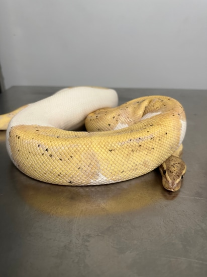 Breeder Size Banana Pied Ball Python by Izzy Bear Reptiles