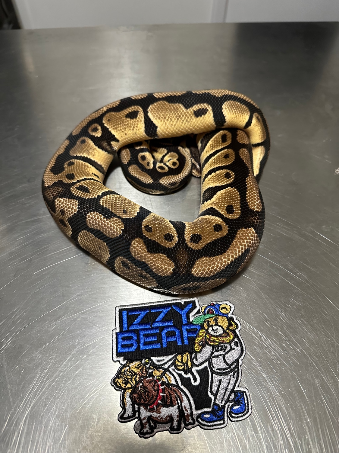 Het Clown Possible Blade Ball Python by Izzy Bear Reptiles - MorphMarket