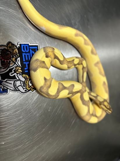 Super Orange Dream Pastel Het Pie Ball Python by Izzy Bear Reptiles