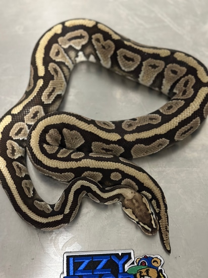 Redhead Fire Spotnose Het Clown Ball Python by Izzy Bear Reptiles