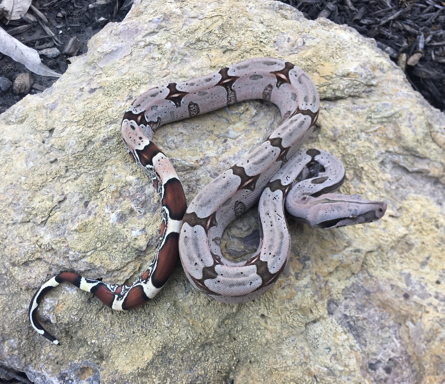 Suriname Tudehope Line True Red-tailed Boa Constrictor by Dan Brown ...