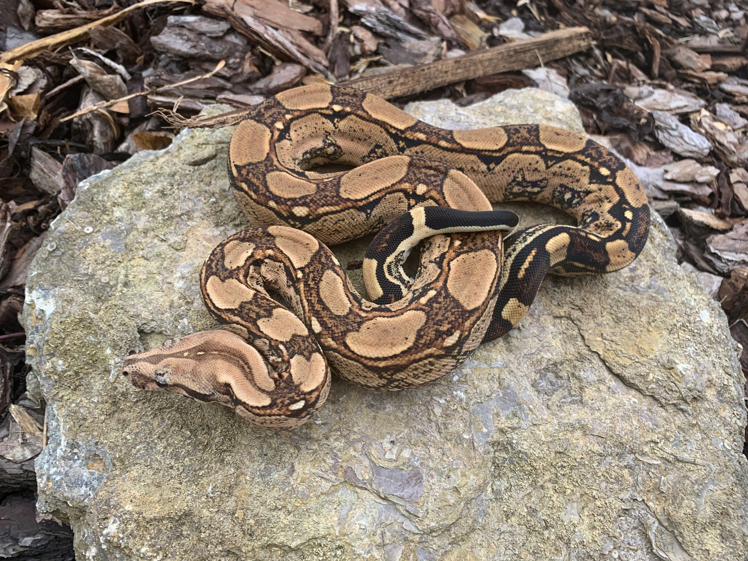 Sunburst Line Arabesque Boa Constrictor by Dan Brown - MorphMarket