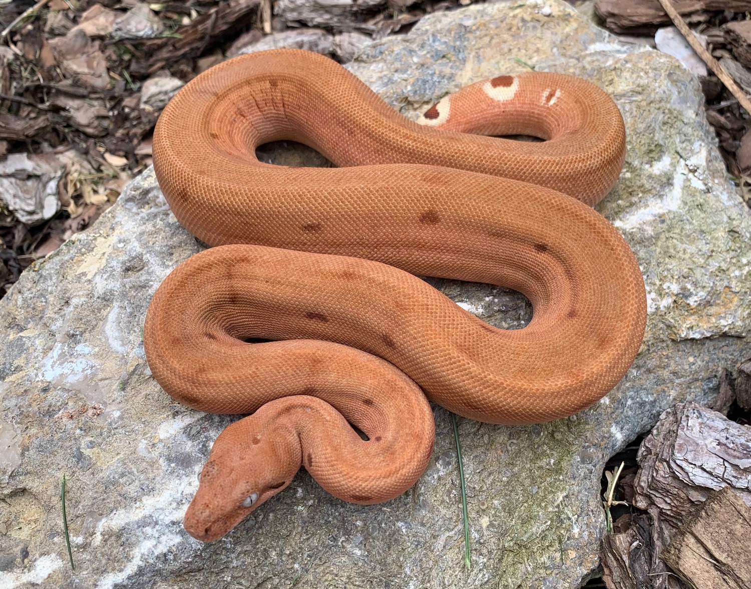 Hypo Scoria Het Sharp Poss Jungle Boa Constrictor by Dan Brown ...