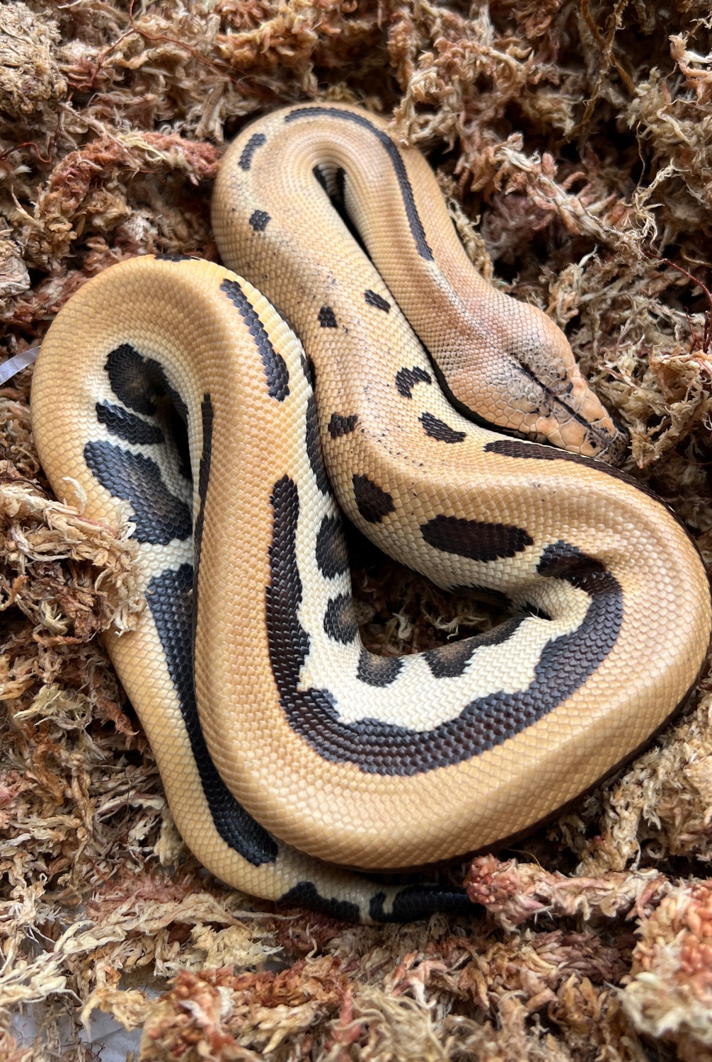 Goldeneye Het T-neg Blood Python by Dan Brown - MorphMarket