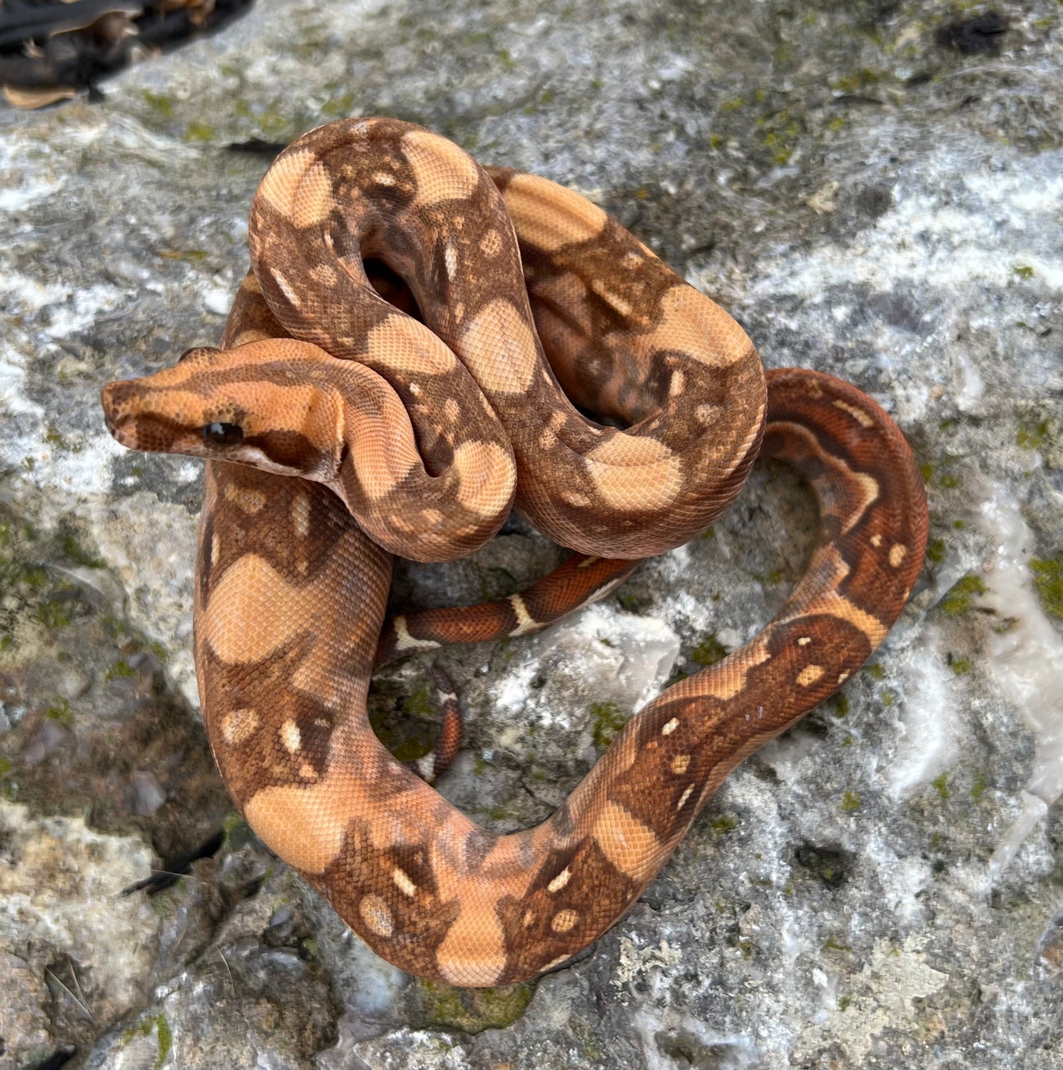 Paradise Blood Boa Constrictor by Dan Brown - MorphMarket