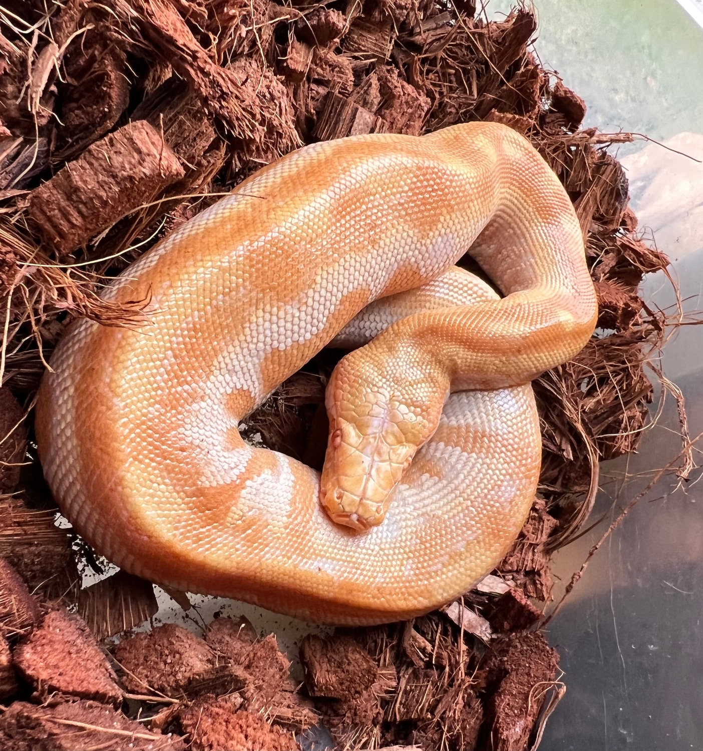 T Neg Female Blood Python by Dan Brown - MorphMarket