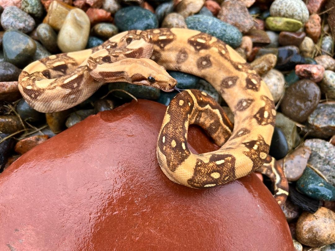 Paradise Blood Boa Constrictor by Dan Brown - MorphMarket