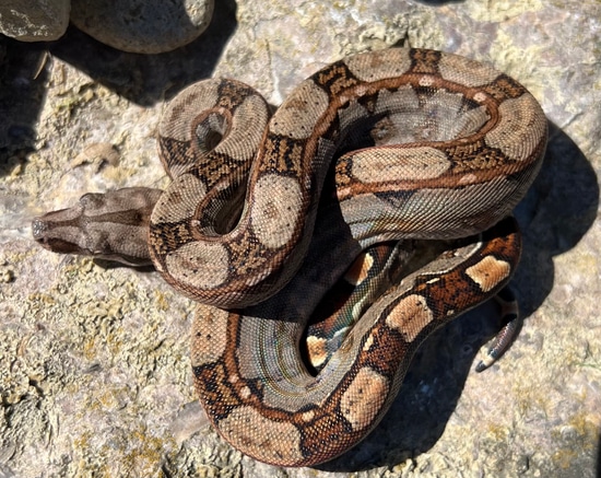 Red Pastel Keltic Het Paradise 66% Blood Boa Constrictor by Dan Brown
