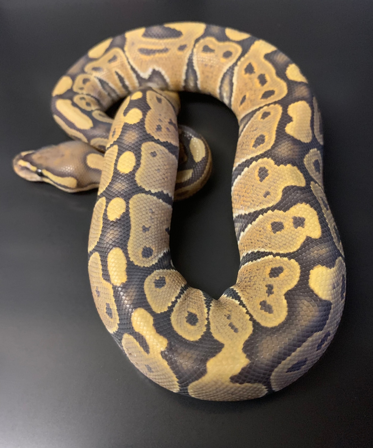 Hypo Ball Python by The Pie Man - MorphMarket