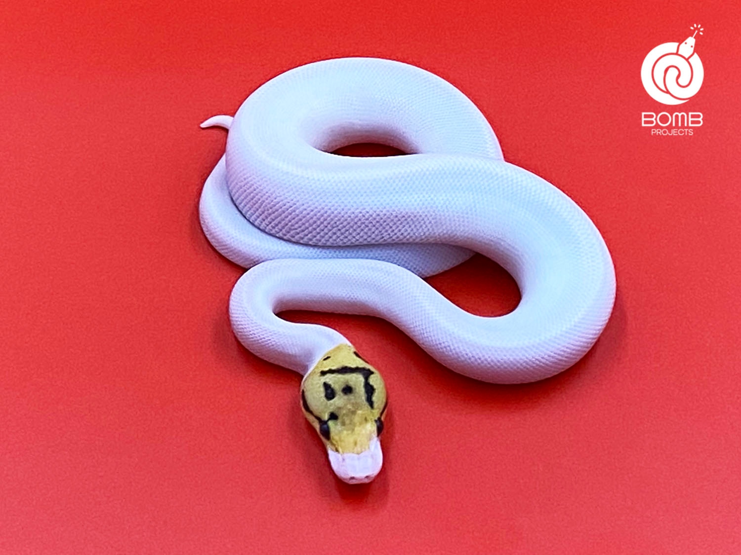 Bumble Bee Pied 50% Het Dreamsicle Ball Python by Bomb Projects ...