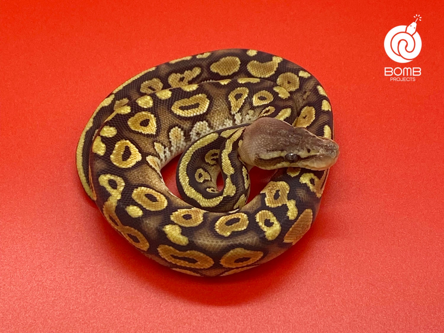 Pastel Cinder Ball Python by Bomb Projects - MorphMarket