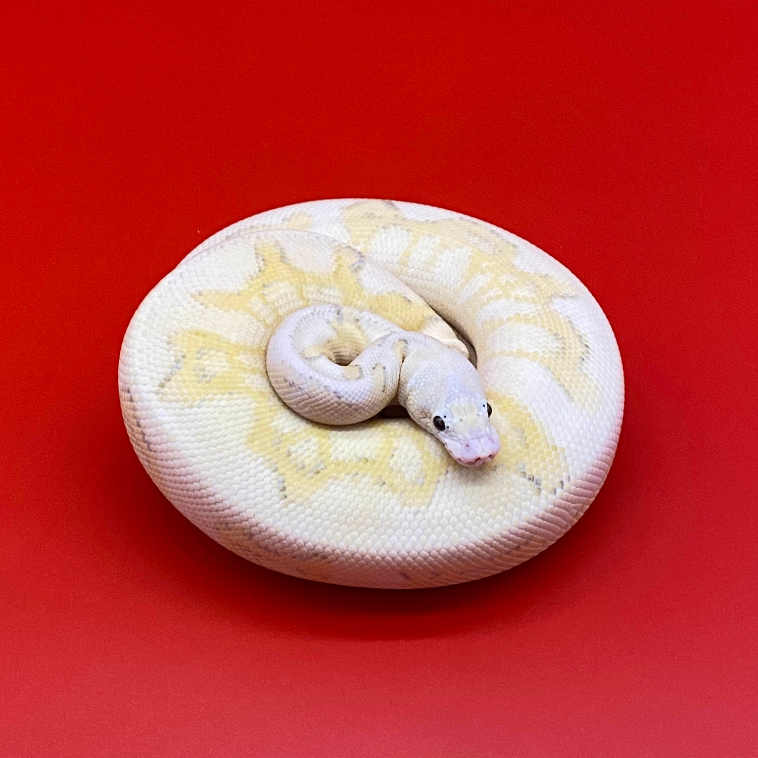 RTB ADULT - Pastel Highway Clown Ball Python by Bomb Projects - MorphMarket