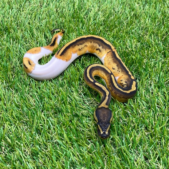 OD Pied Ball Python by Bomb Projects - MorphMarket