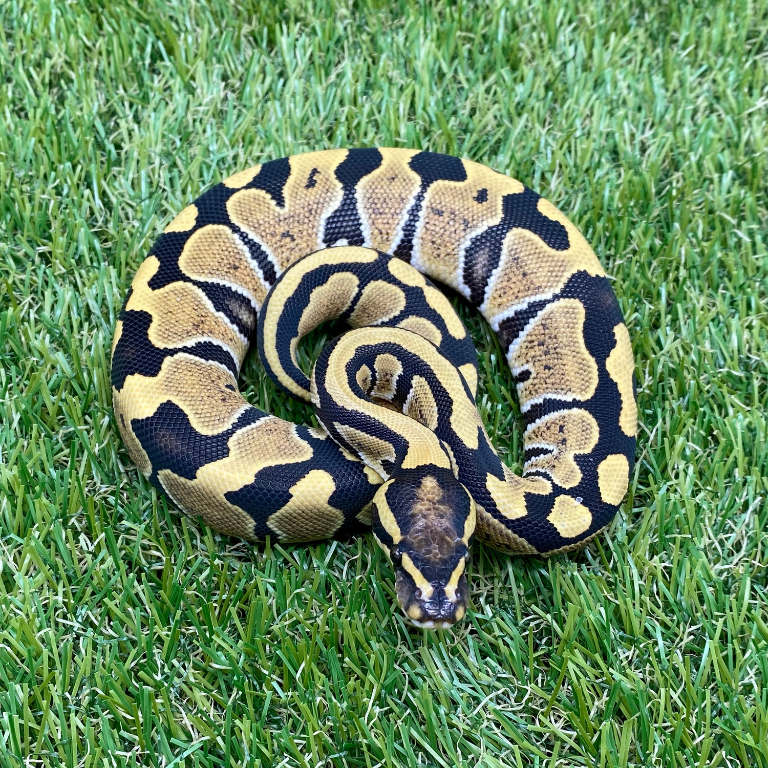 DG 66% Het Ultramel Ball Python by Bomb Projects - MorphMarket