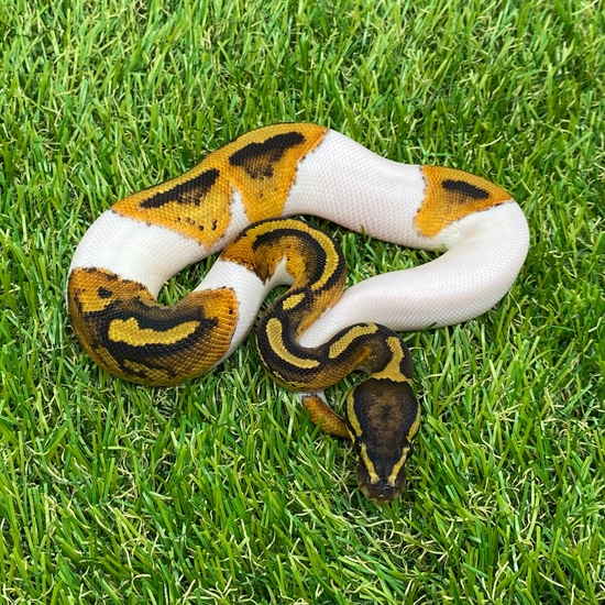 OD Pied Ball Python by Bomb Projects
