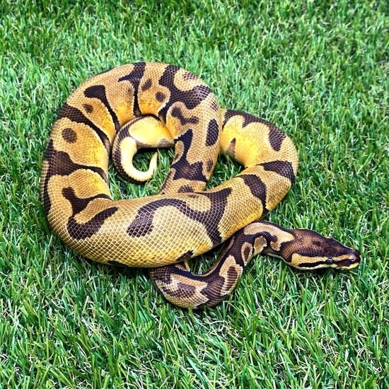 Enchi Super OD Het Pied Ball Python by Bomb Projects