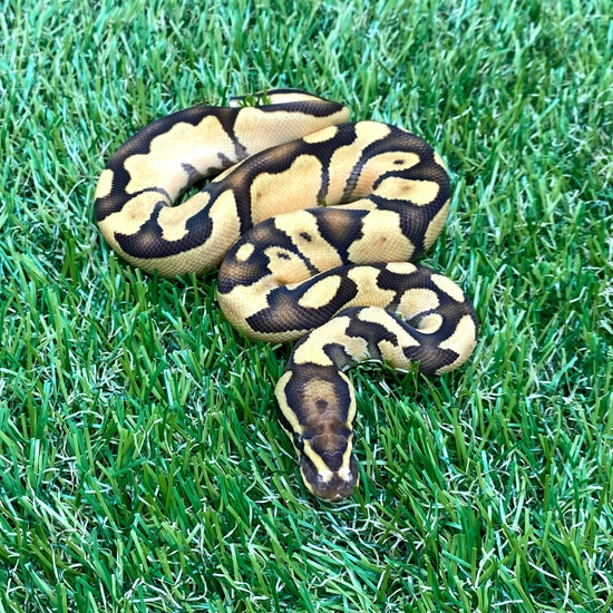 OD Fire Enchi Pos Het Pied Ball Python by Bomb Projects