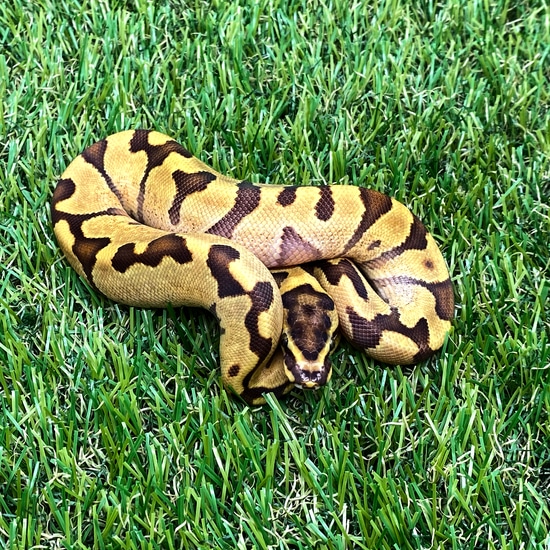 Super Enchi OD Fire Pos Het Pied Ball Python by Bomb Projects