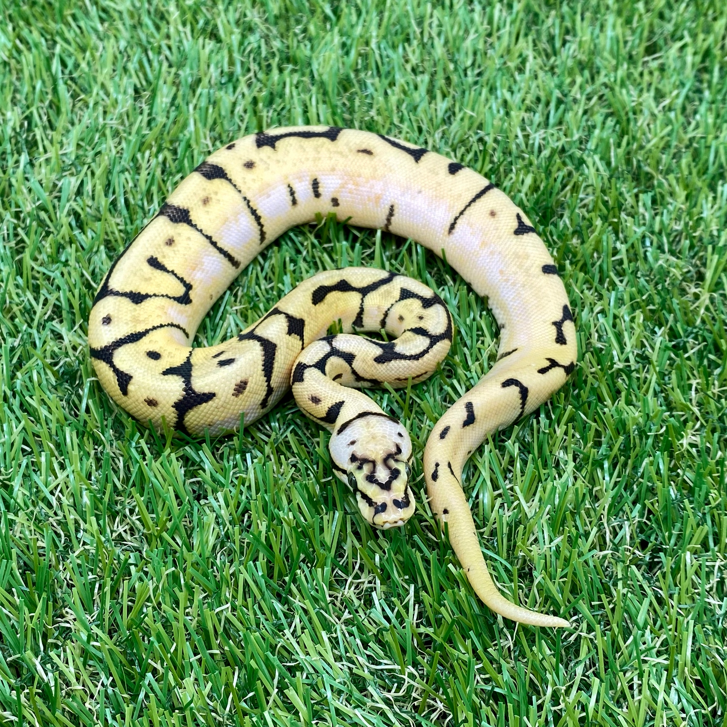 Bumblebee Dbl Het Ghost/pied Ball Python by Bomb Projects - MorphMarket