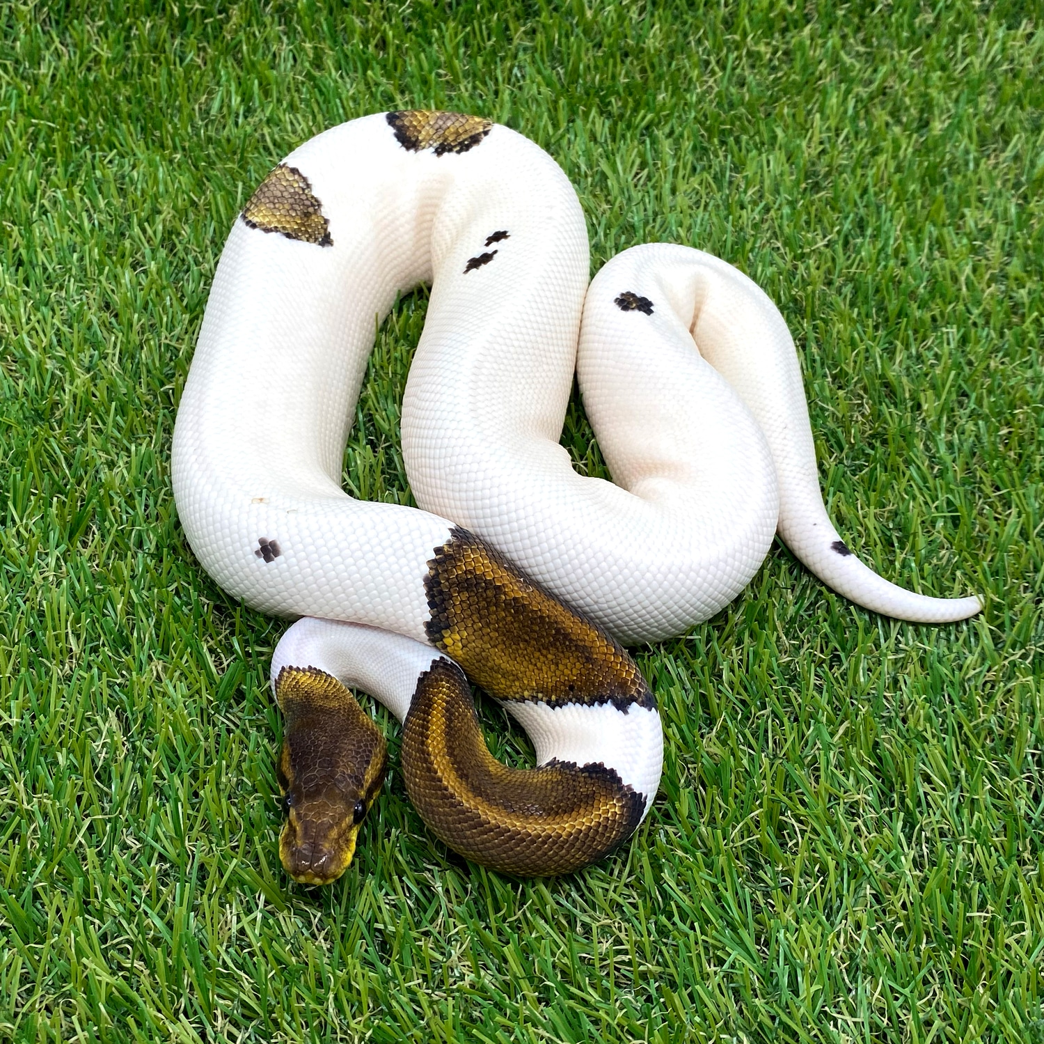 Enchi Cin Pos Fire Pied Het Clown Ball Python by Bomb Projects ...