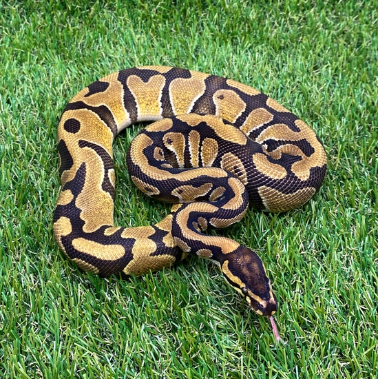 Enchi Dbl Het Clown/pied Ball Python by Bomb Projects