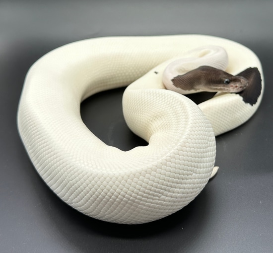 M - Panda Pied Breeder Male Ball Python by Bomb Projects
