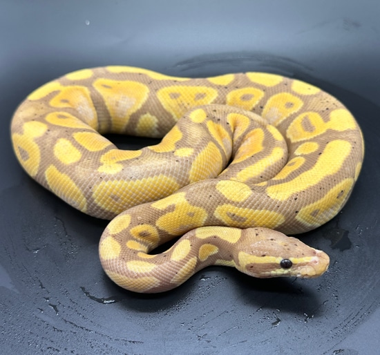 M- Mandarin Banana Ball Python by Bomb Projects
