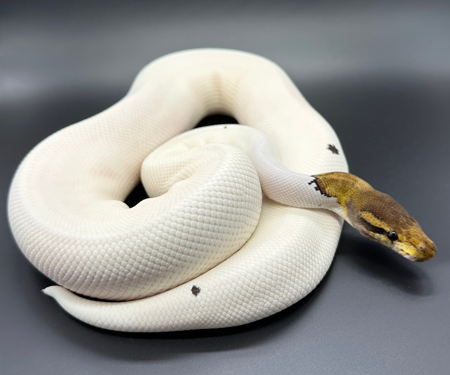 M - Fire Cin Pied Het Clown - RTB Ball Python by Bomb Projects ...
