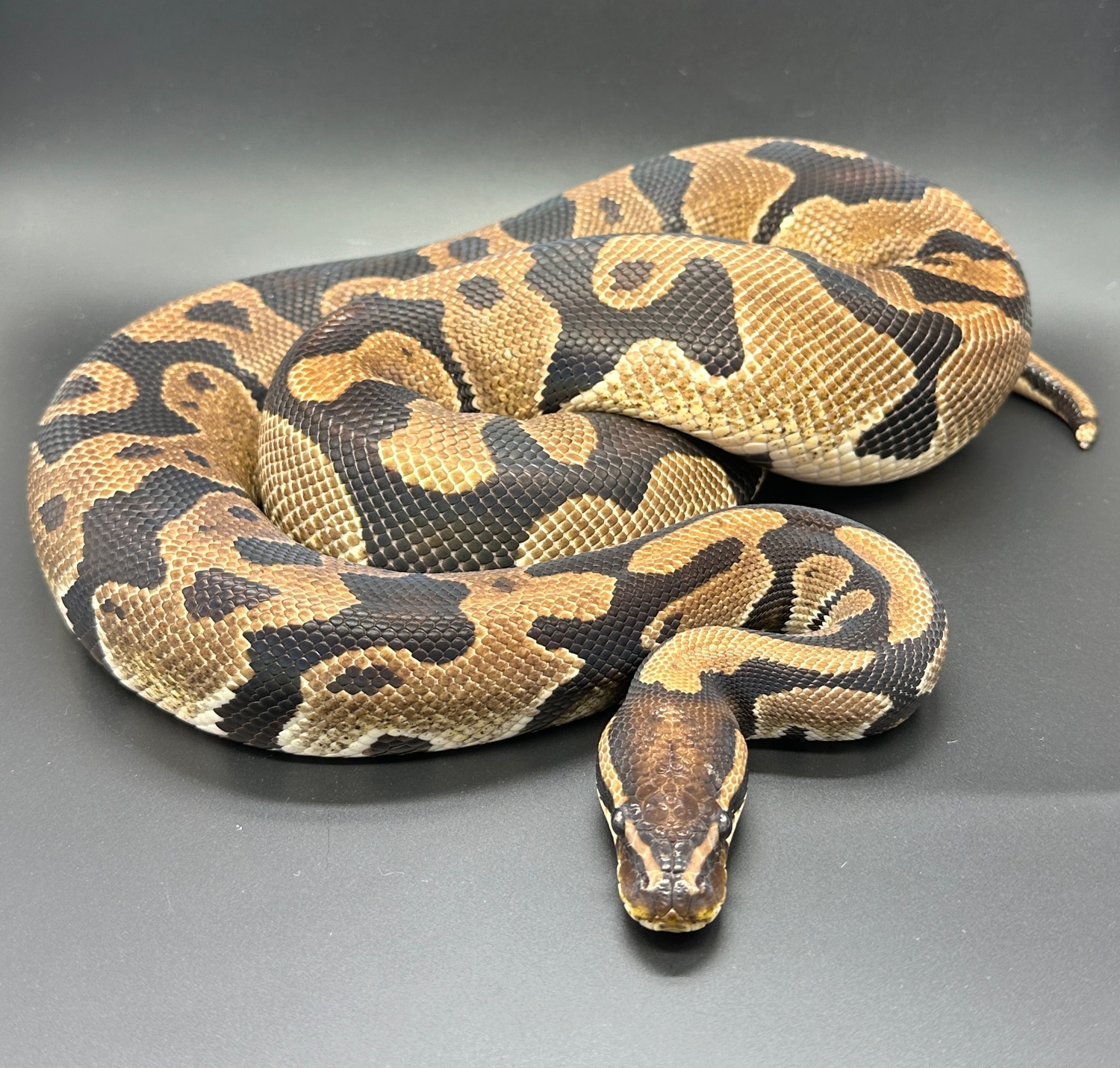 OD Het DG Het Ultramel Ball Python by Bomb Projects - MorphMarket