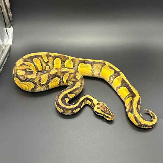 Pastel Enchi Stranger Dbl Het DG/clown Ball Python by Bomb Projects