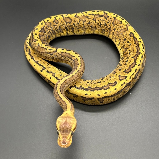 Pastel Confusion GHI Pin YB Het Pied Het DG Ball Python by Bomb Projects