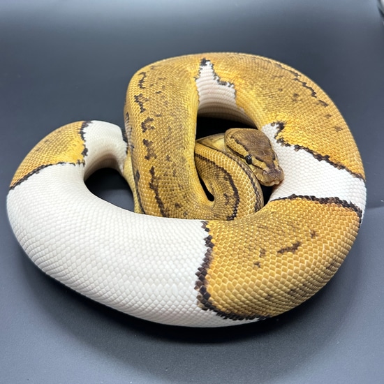 Pinstripe Pied Ball Python by Bomb Projects