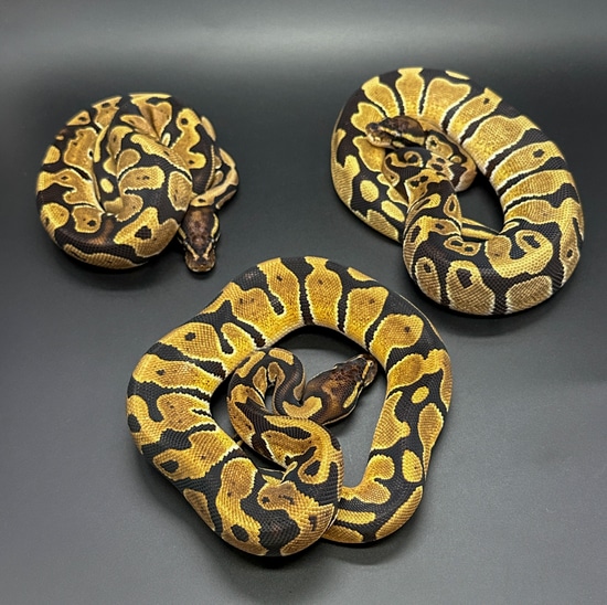 Orange Dream Ultramel DG Project Ball Python by Bomb Projects