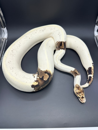 YB Spark Paradox Ball Python by Bomb Projects