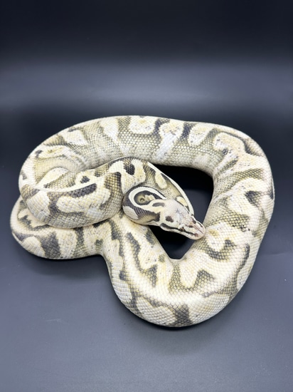Super Pastel Calico DG Ball Python by Bomb Projects