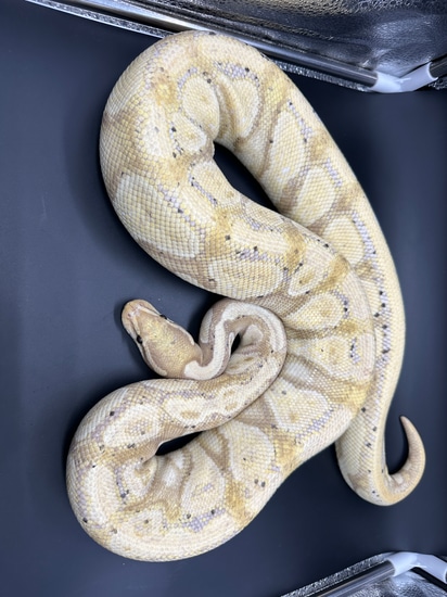 Pastel Banana Pos Het Pied (PROVEN BREEDER) Ball Python by Bomb Projects