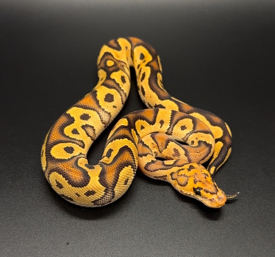 Fire Clown 50% Het Sunset Ball Python by Bomb Projects