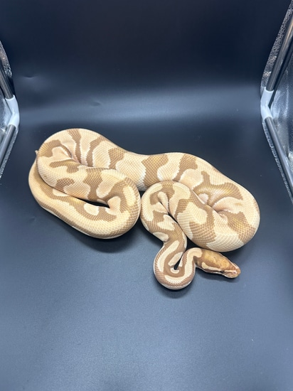 Super OD Ultramel Ball Python by Bomb Projects