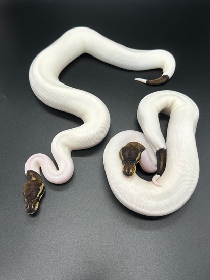 1.1 Black Pastel LC Black Magic Pied Ball Python by Bomb Projects